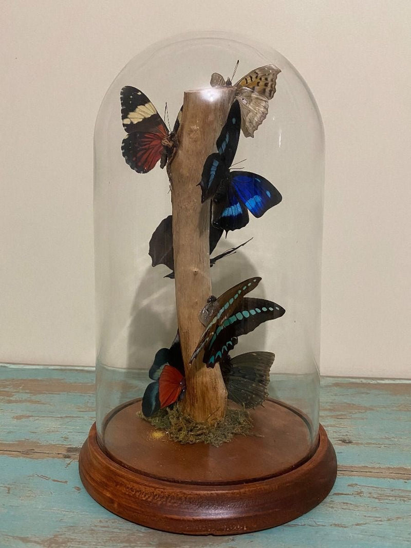 Multi-butterflies in a XLarge Glass Dome – Jurassic Jungle