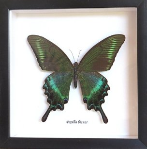 Papilio bianor in a frame – Jurassic Jungle