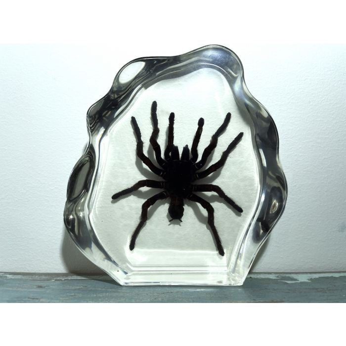 Resin Spider - Haplomia minax in Lucite Resin Paperweight – Jurassic Jungle