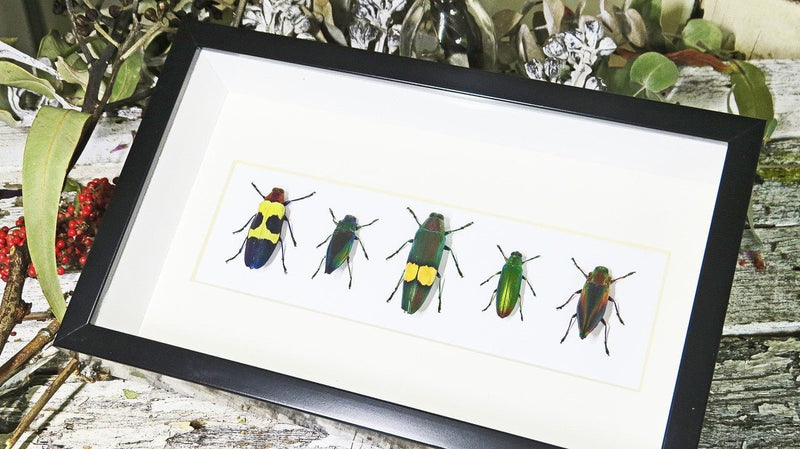 Taxidermied Beetles - 5 Jewel Beetles in a frame – Jurassic Jungle