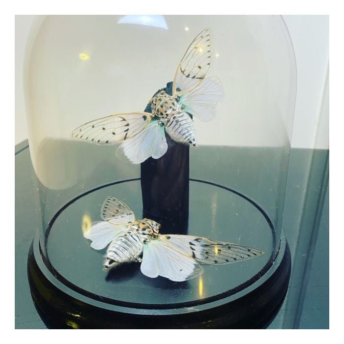 Taxidermied Cicada - Double Ghost Cicada Ayuthia spectabile in a Dome ...