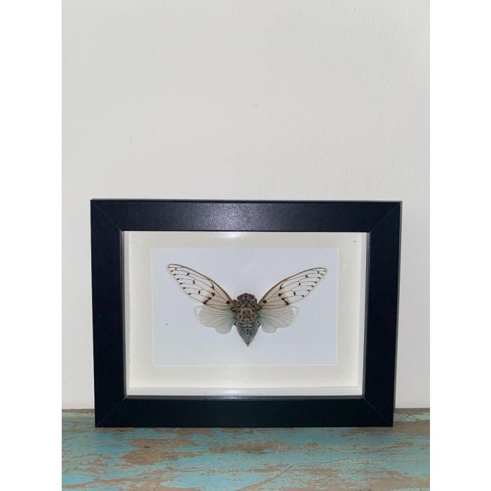 Taxidermied Cicada - Ghost Cicada Ayuthia spectabile in a Black Frame ...