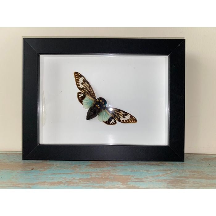 Taxidermied Cicada - Tosena splendida Cicada in a Black Frame ...