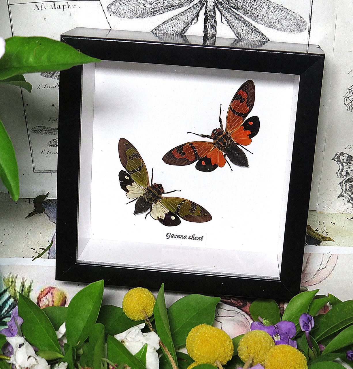 Taxidermied Cicadas - Gaeana cheni duo – Jurassic Jungle