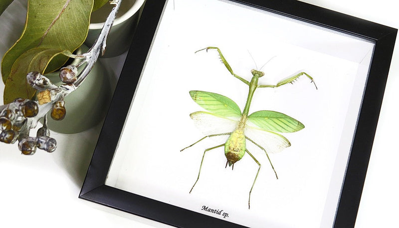 Taxidermied Mantid - Mantid sp. green in frame – Jurassic Jungle